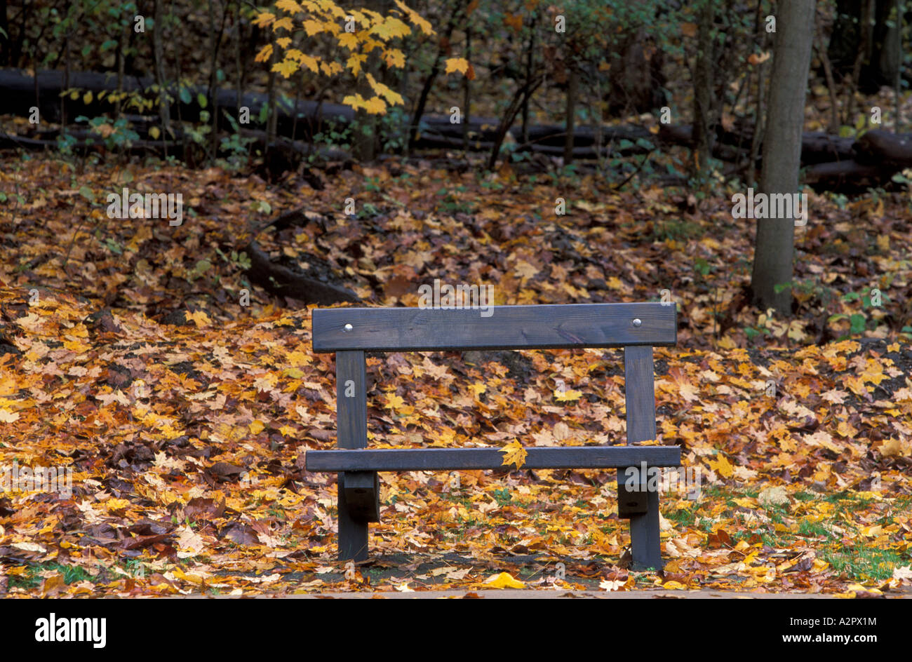 Bench in front of maple trees in Fall Stock Photo - Alamy