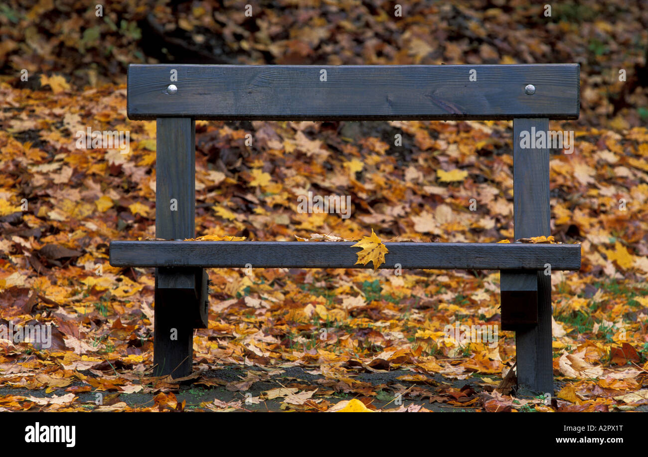 Bench in front of maple trees in Fall Stock Photo - Alamy