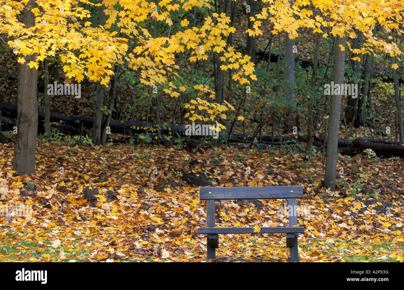 Bench in front of maple trees in Fall Stock Photo - Alamy