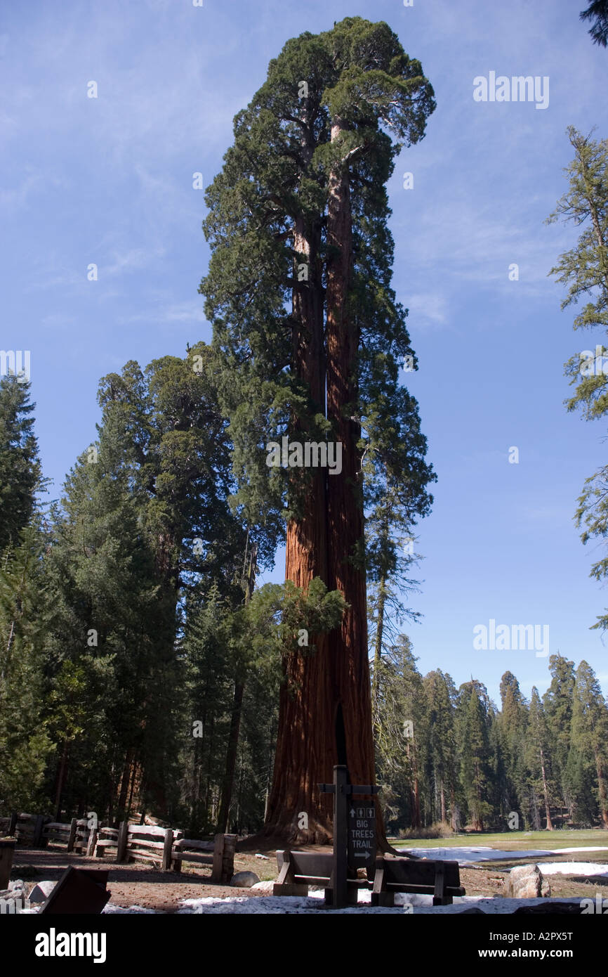 Big Trees Trail Kings Canyon National Park California Stock Photo - Alamy