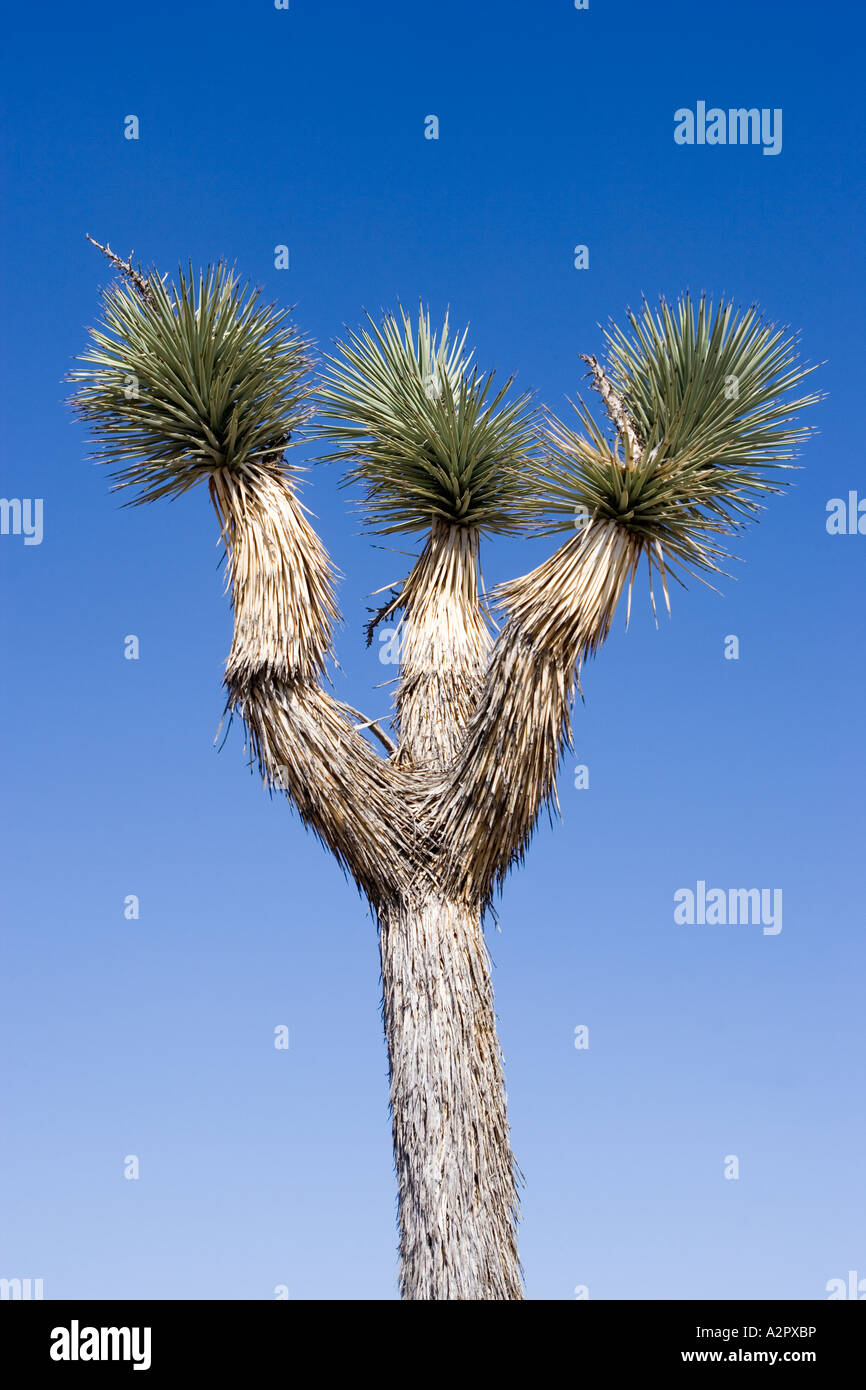 Local Flora Death Valley California Stock Photo - Alamy