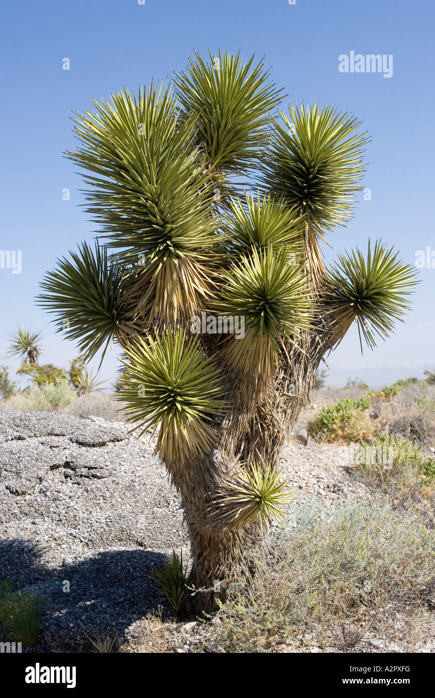 Flora usa Cut Out Stock Images & Pictures - Alamy
