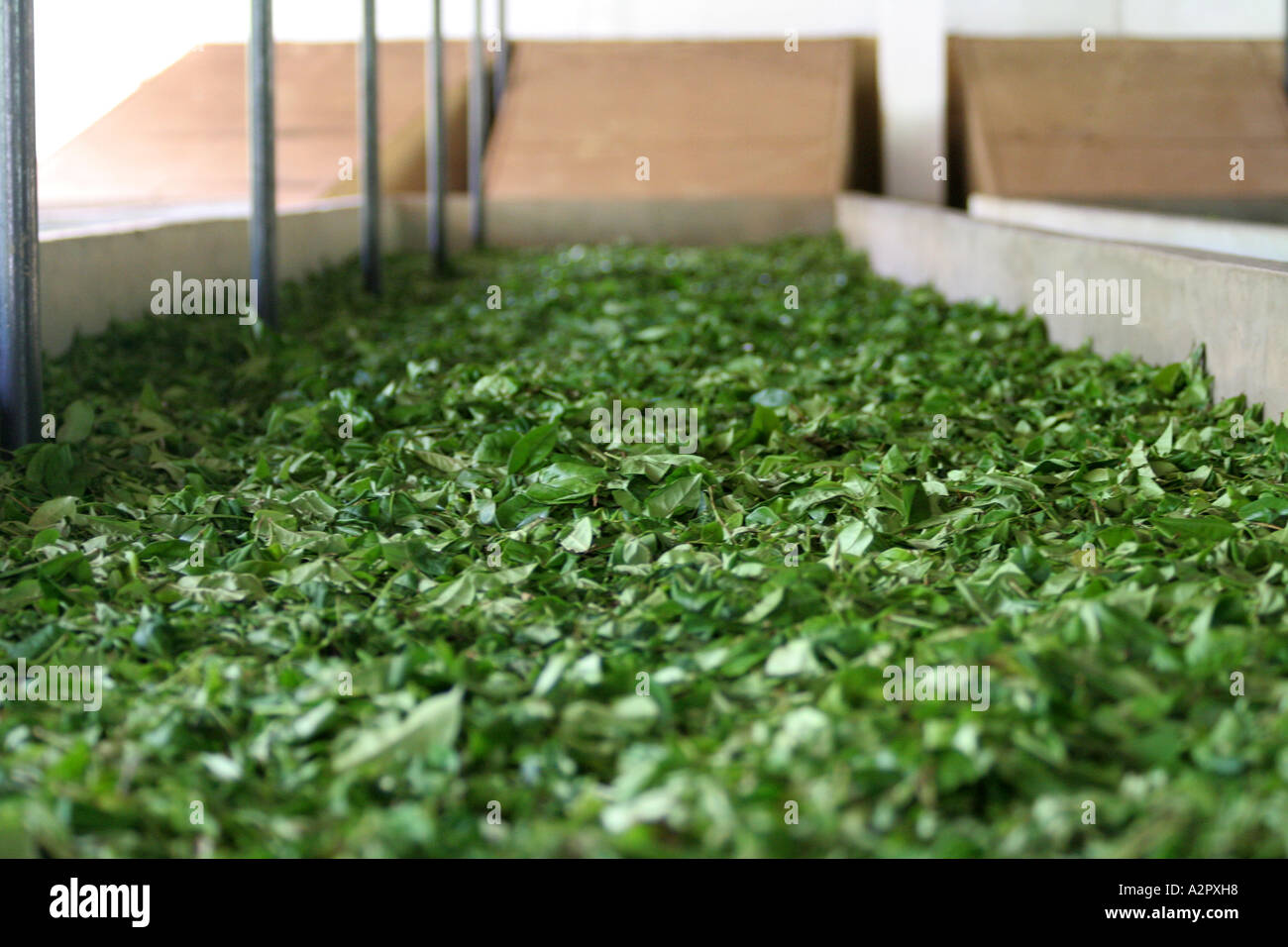 Tea plantation in galle sri lanka hi-res stock photography and images ...