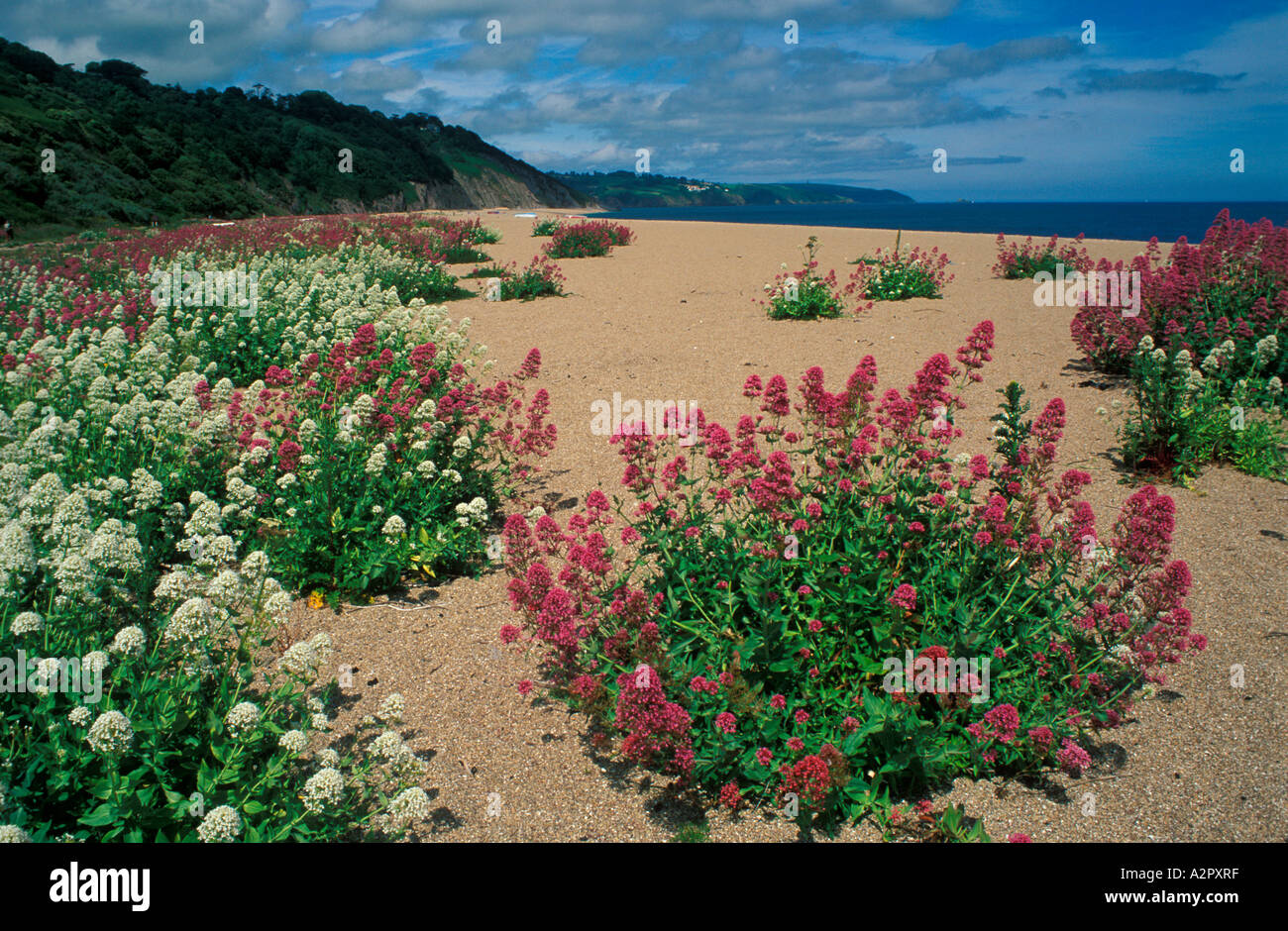Slapton Sands beach Devon England Stock Photo - Alamy