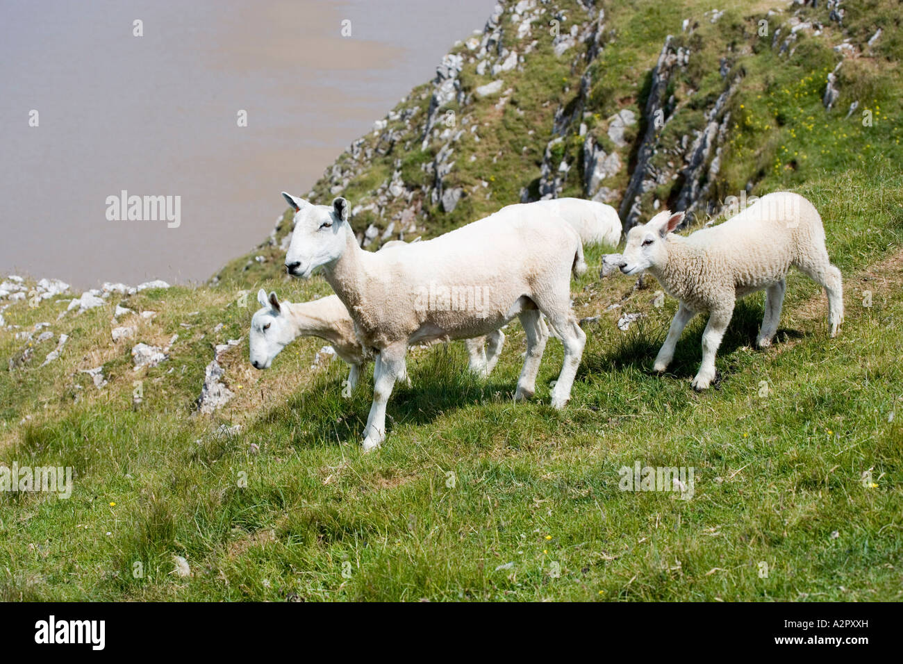 Sheep on Clifftop Rhossilli The Gower Peninsula South Wales Stock Photo ...