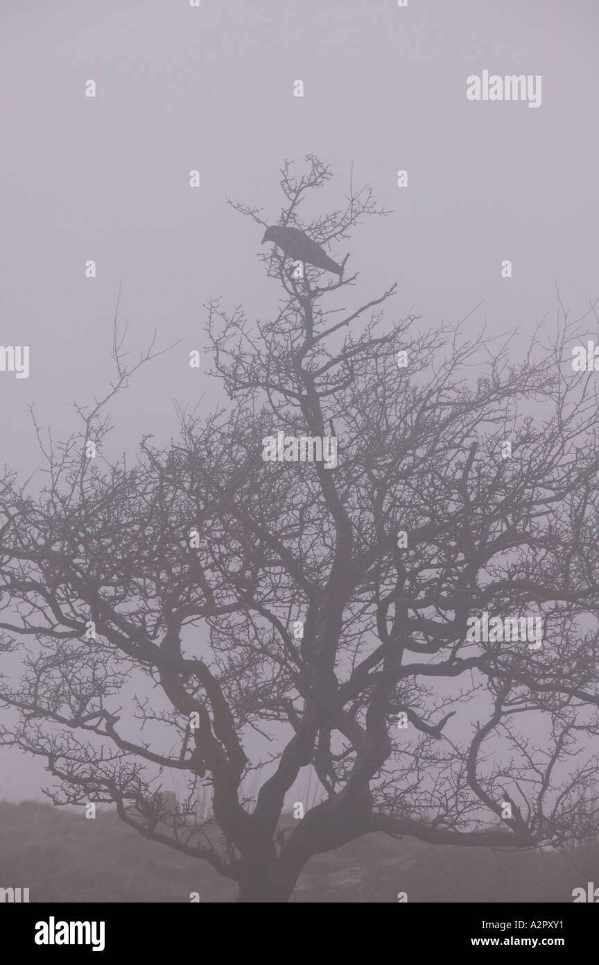 a Crow in a Hawthorn tree, on a misty moor, Kentmere, Lake district, UK ...