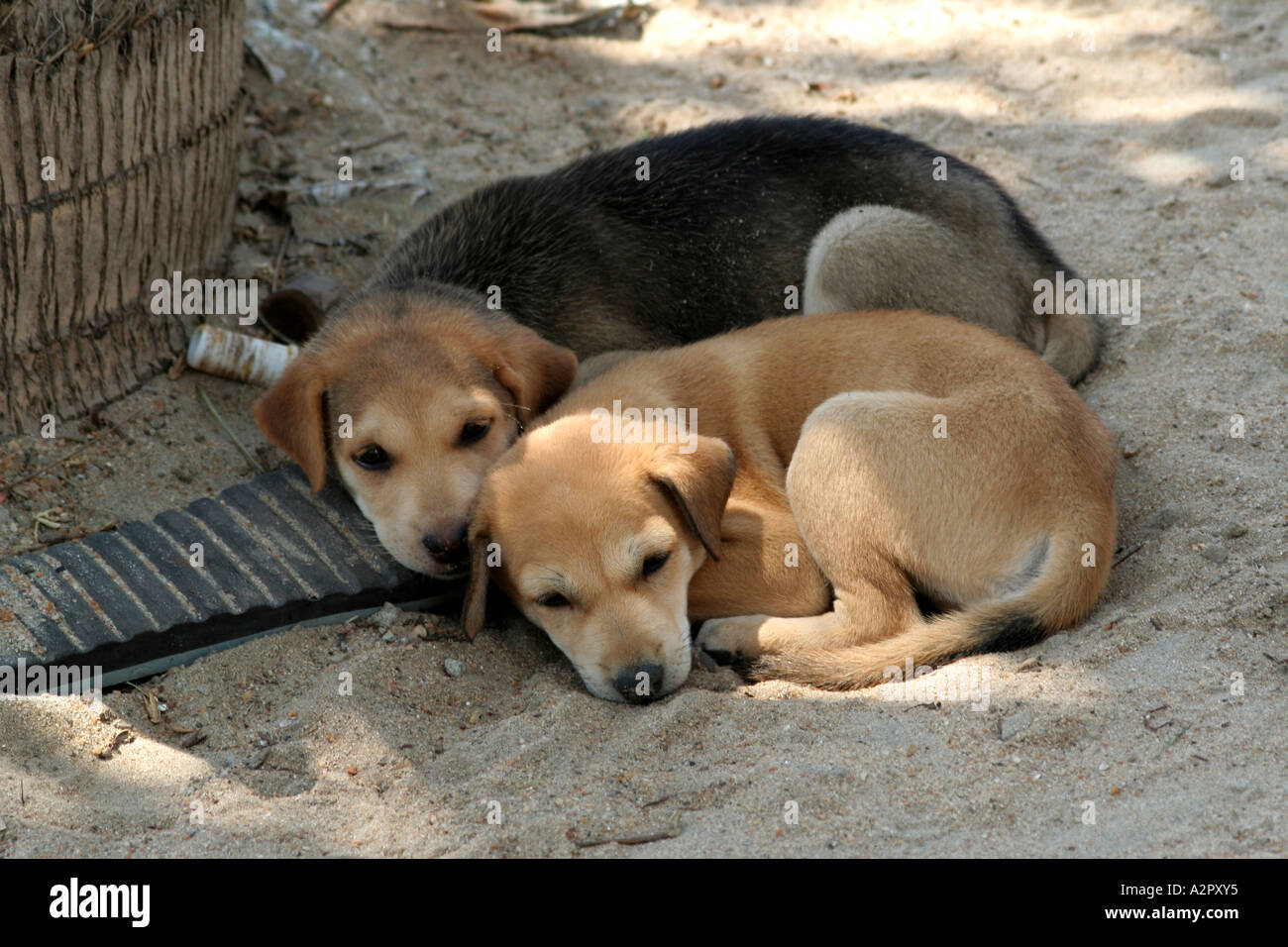 Dirt puppies hi-res stock photography and images - Alamy