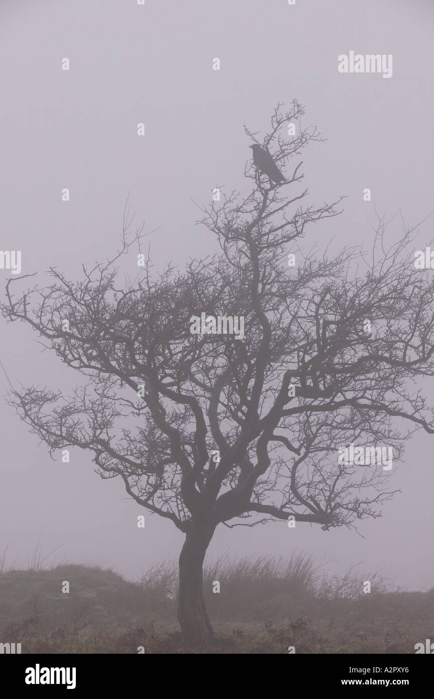 a Crow in a Hawthorn tree, on a misty moor, Kentmere, Lake district, UK ...