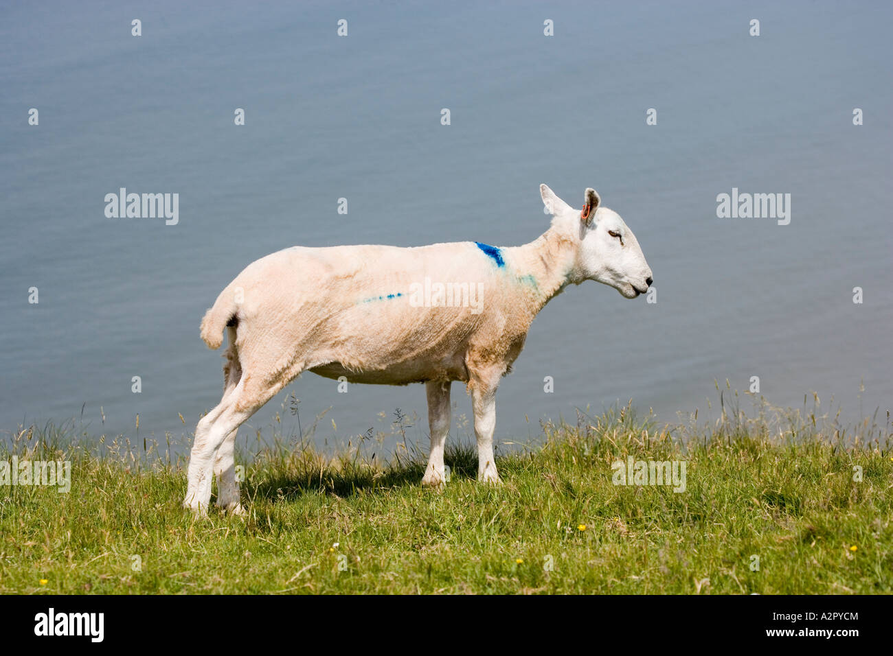 Newly Shorn Sheep Rhossilli Gower Peninsula Wales Stock Photo - Alamy