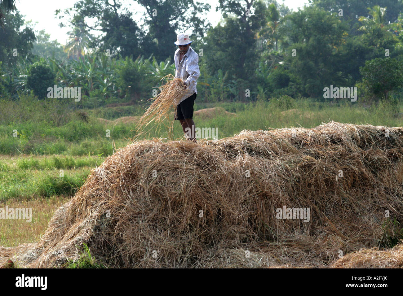 Farmer bailing hay hi-res stock photography and images - Alamy