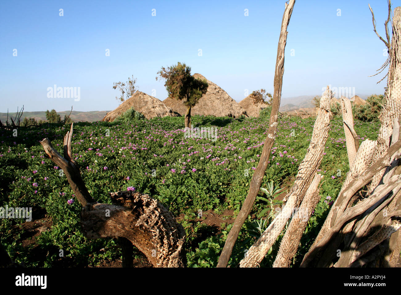 Abyssinia flower hi-res stock photography and images - Alamy
