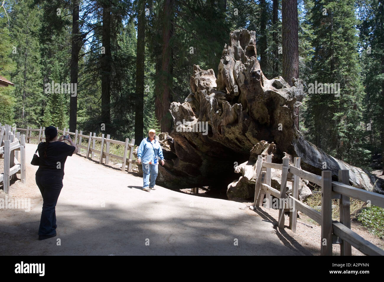 Fallen Monarch Grant Grove Kings Canyon National Park California Stock ...