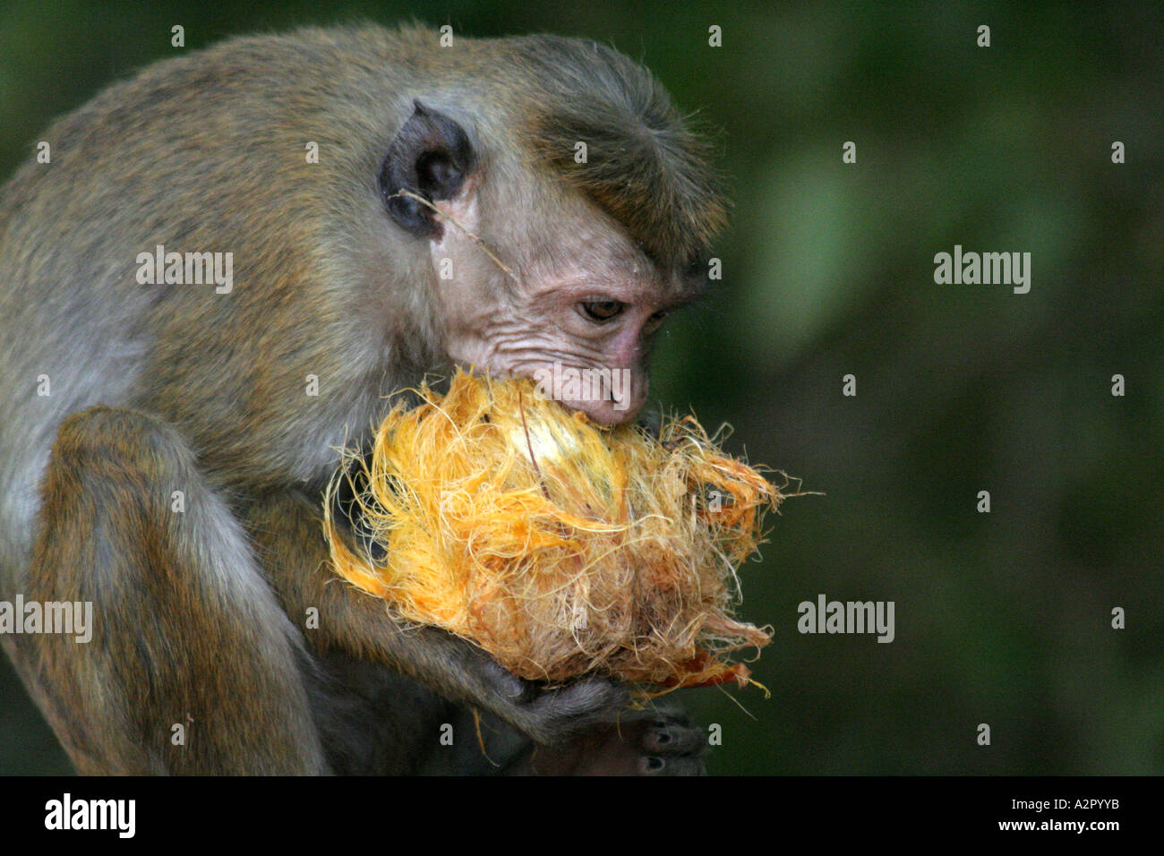 Toque Monkey ( Macaque Monkey ) eating fruit at Vatadage in Polonnaruwa ...