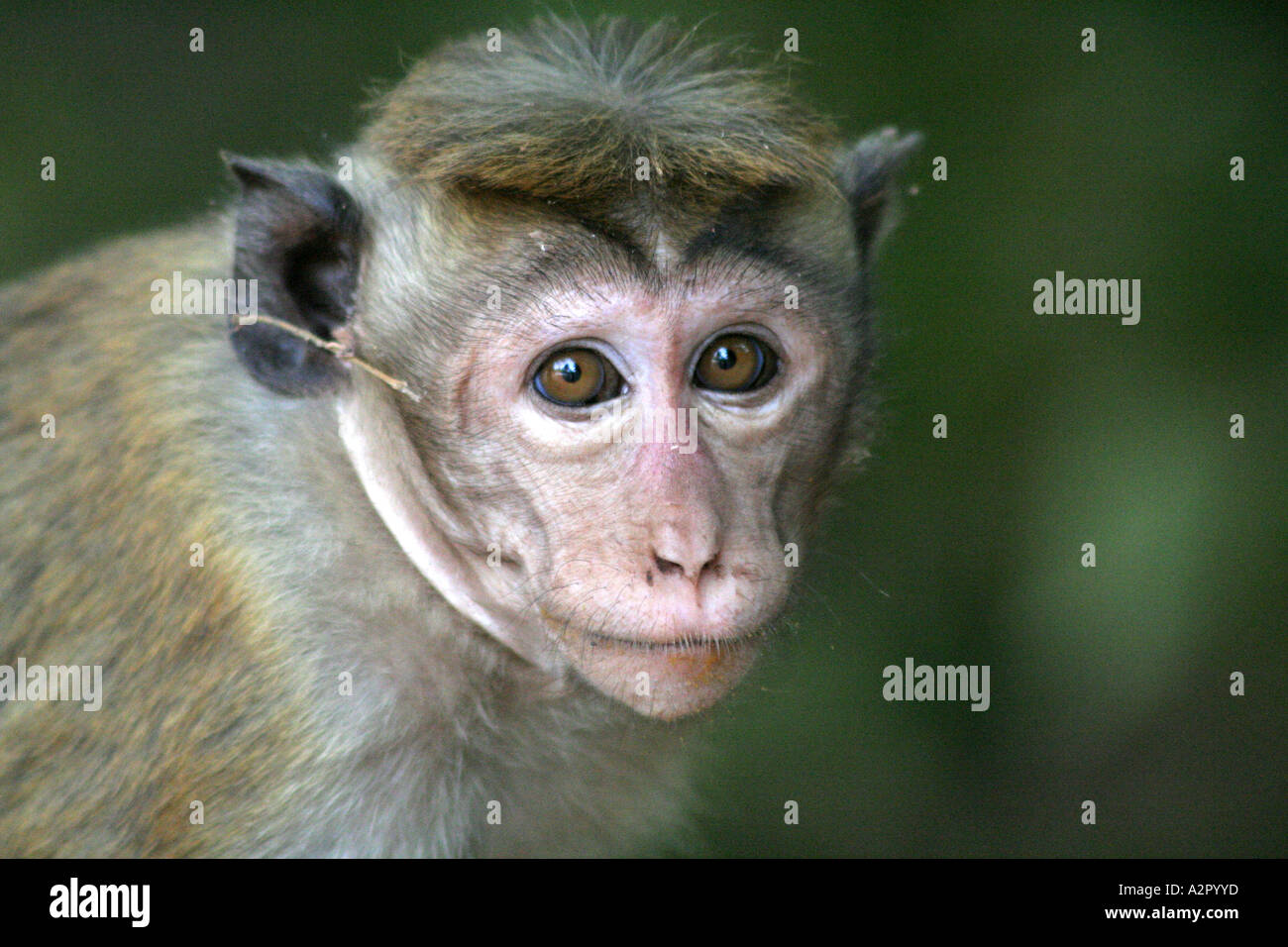 Toque Monkey ( Macaque Monkey ) at Vatadage in Polonnaruwa, Sri Lanka ...