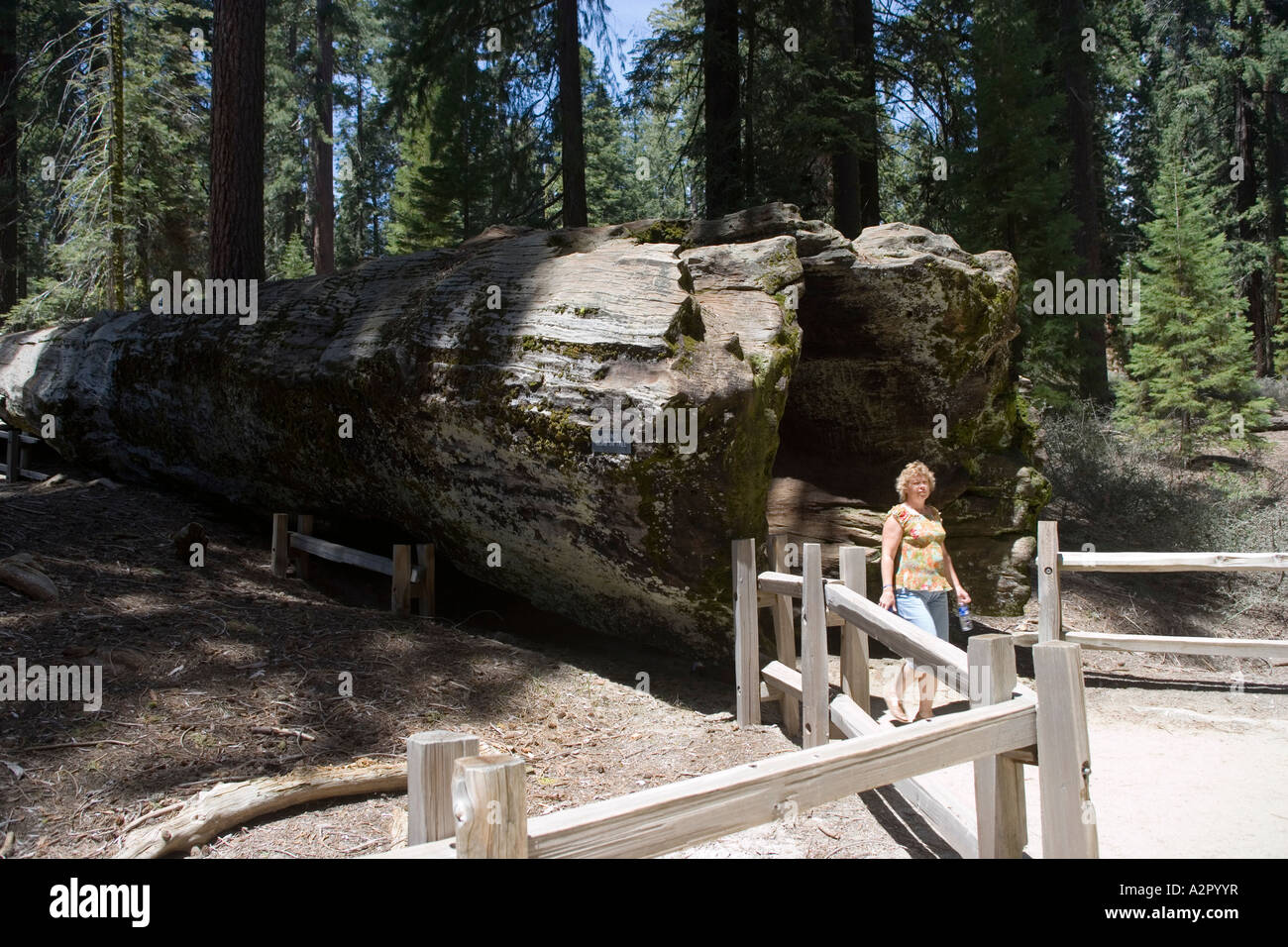 Fallen Monarch Grant Grove Kings Canyon National Park California Stock ...