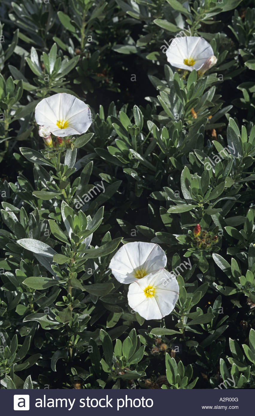 Convolvulus Cneorum Stock Photos & Convolvulus Cneorum Stock Images - Alamy