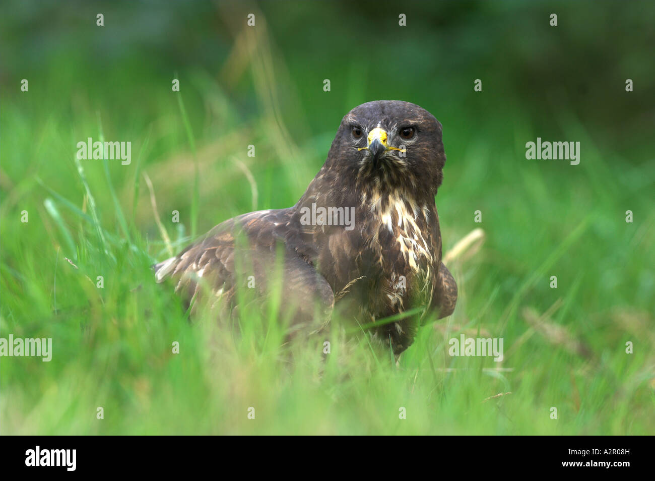 Common buzzard, Buteo buteo Stock Photo - Alamy