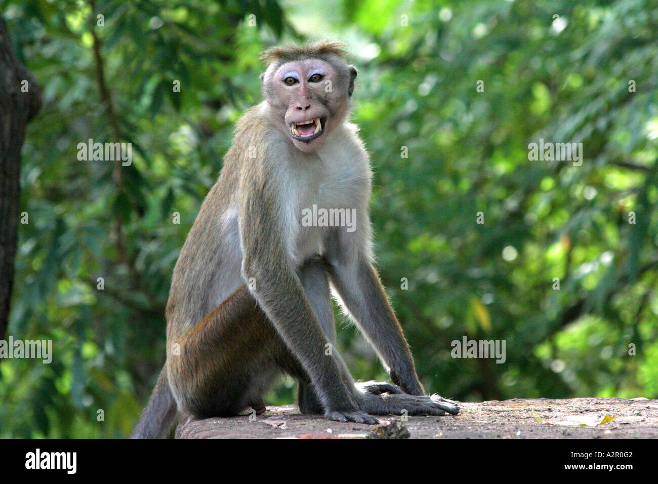 smiling Toque Monkey ( Macaque Monkey ) at Vatadage in Polonnaruwa, Sri ...