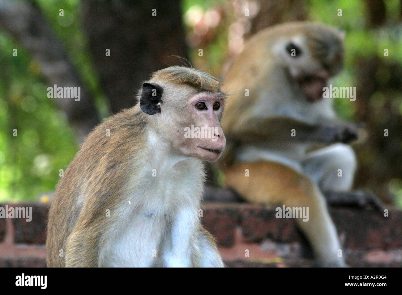 Toque Monkey ( Macaque Monkey ) at Vatadage in Polonnaruwa, Sri Lanka ...