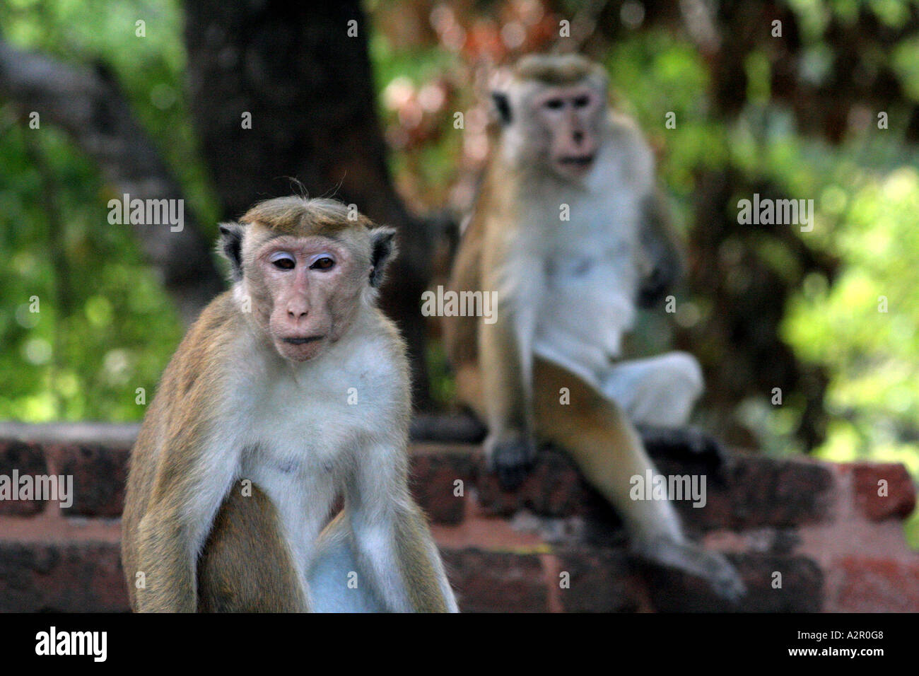 Toque Monkey ( Macaque Monkey ) at Vatadage in Polonnaruwa, Sri Lanka ...