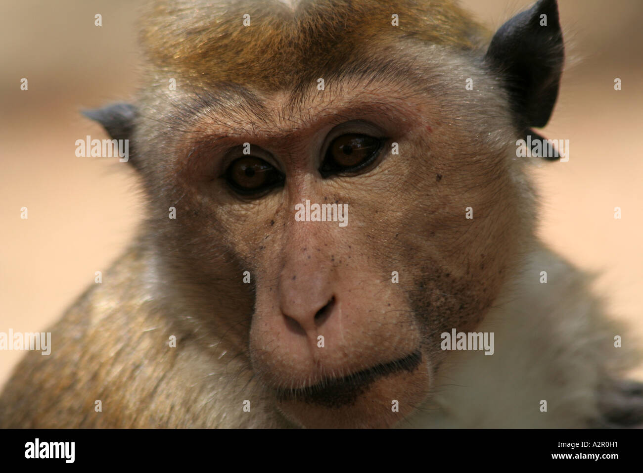 Toque Monkey ( Macaque or Macaca Monkey ) at Rankot Vihara dagoba in ...