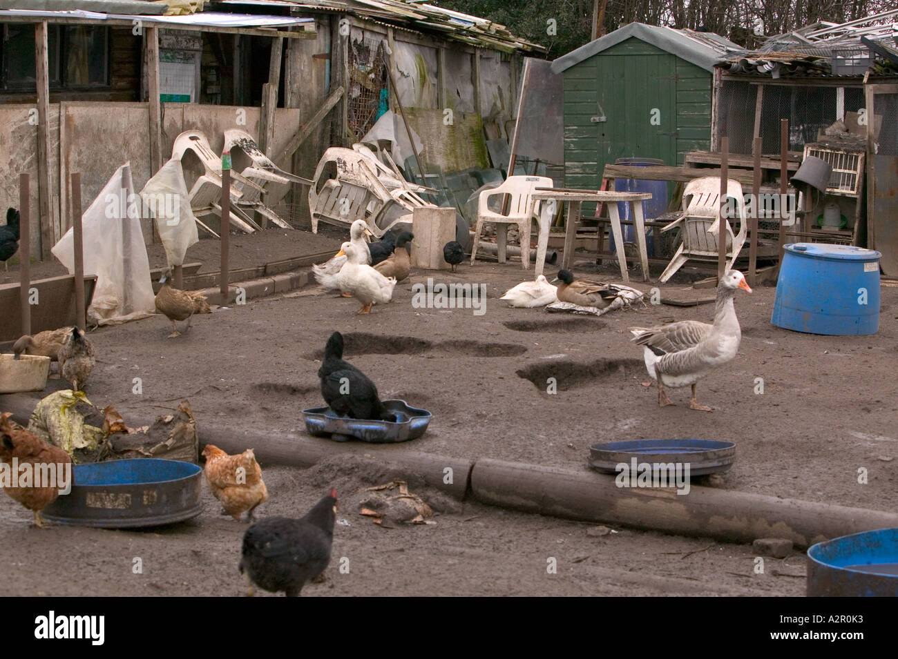 chickens, ducks and geese on an allotment in Barrow in Furness, Cumbria ...