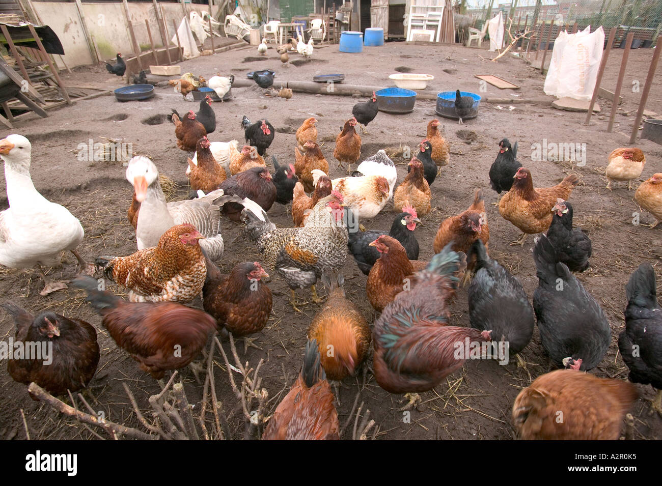 chickens, ducks and geese on an allotment in Barrow in Furness, Cumbria ...