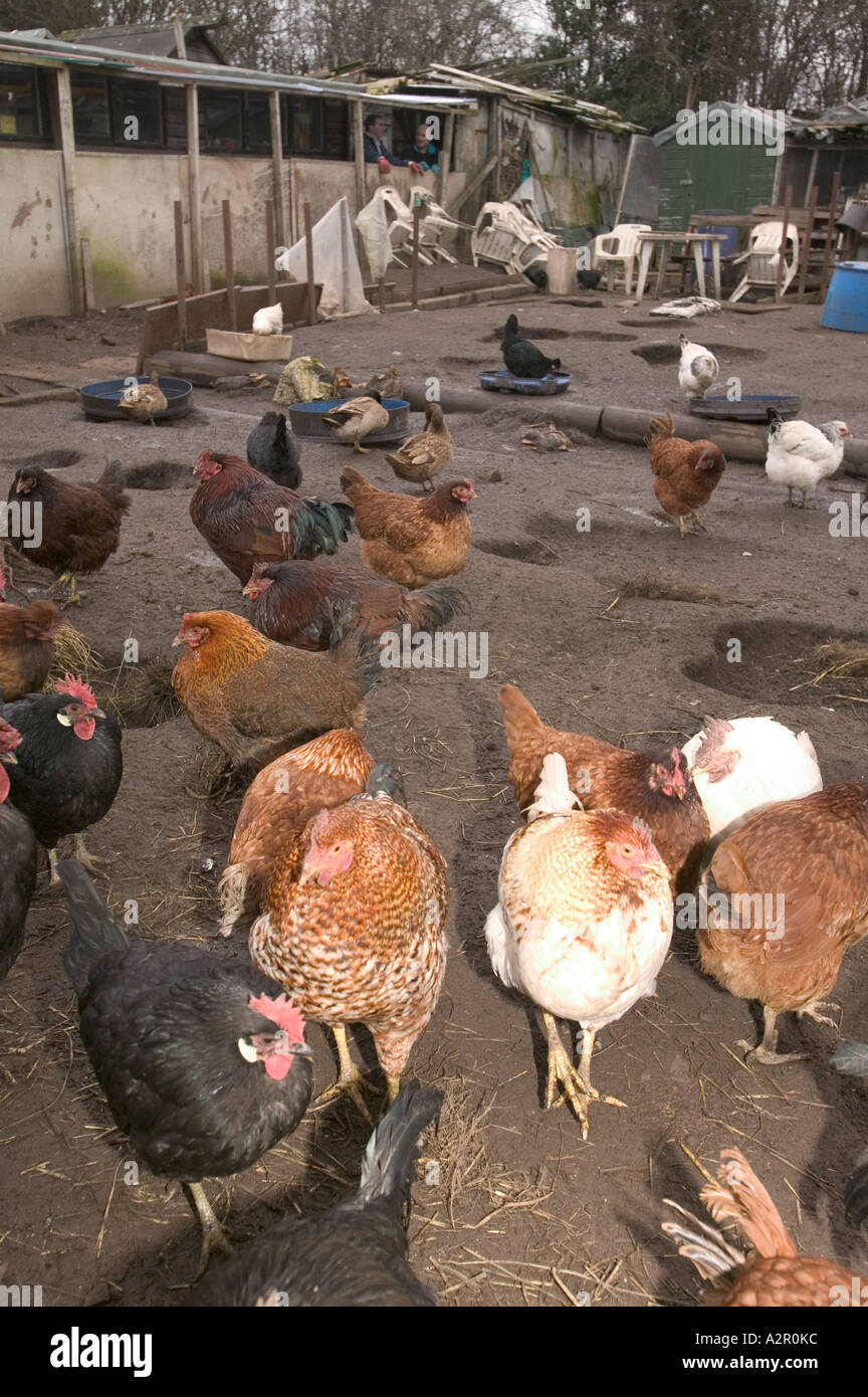 ducks, chickens and geese on an allotment in Barrow in Furness, Cumbria ...