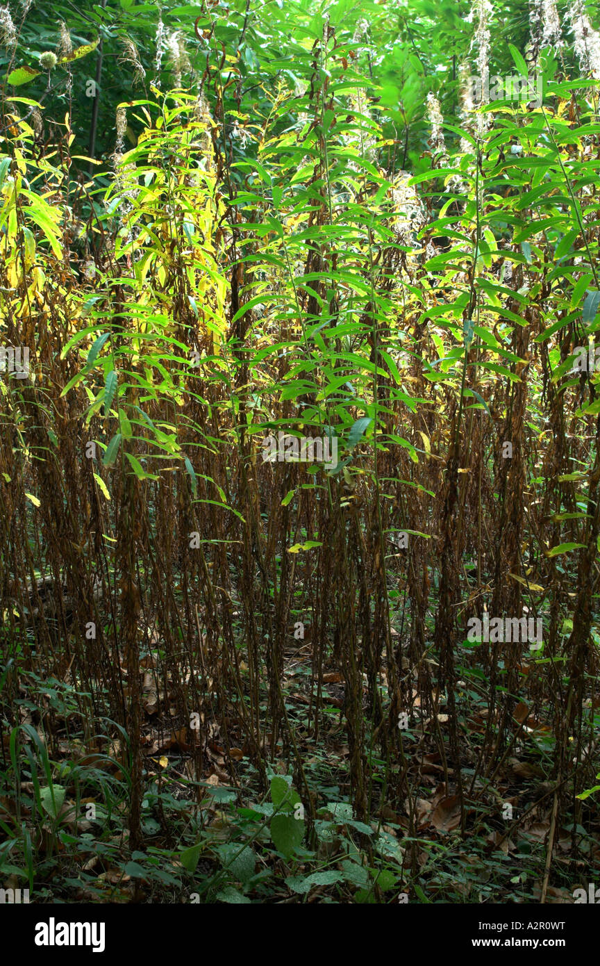 Rosebay willowherb epilobium angustifolium autumn hi-res stock ...
