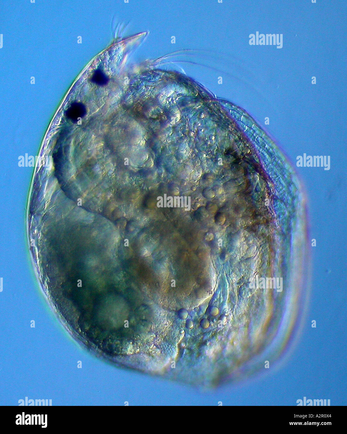 Water Flea micrograph photo microscopy on blue Stock Photo - Alamy
