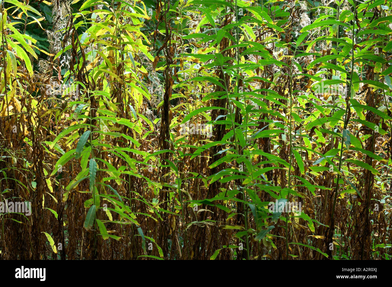 Rosebay Willowherb, Epilobium angustifolium, Autumn, Kent, England ...