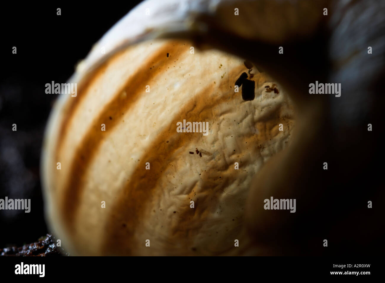 Garden snail inside shell hi-res stock photography and images - Alamy
