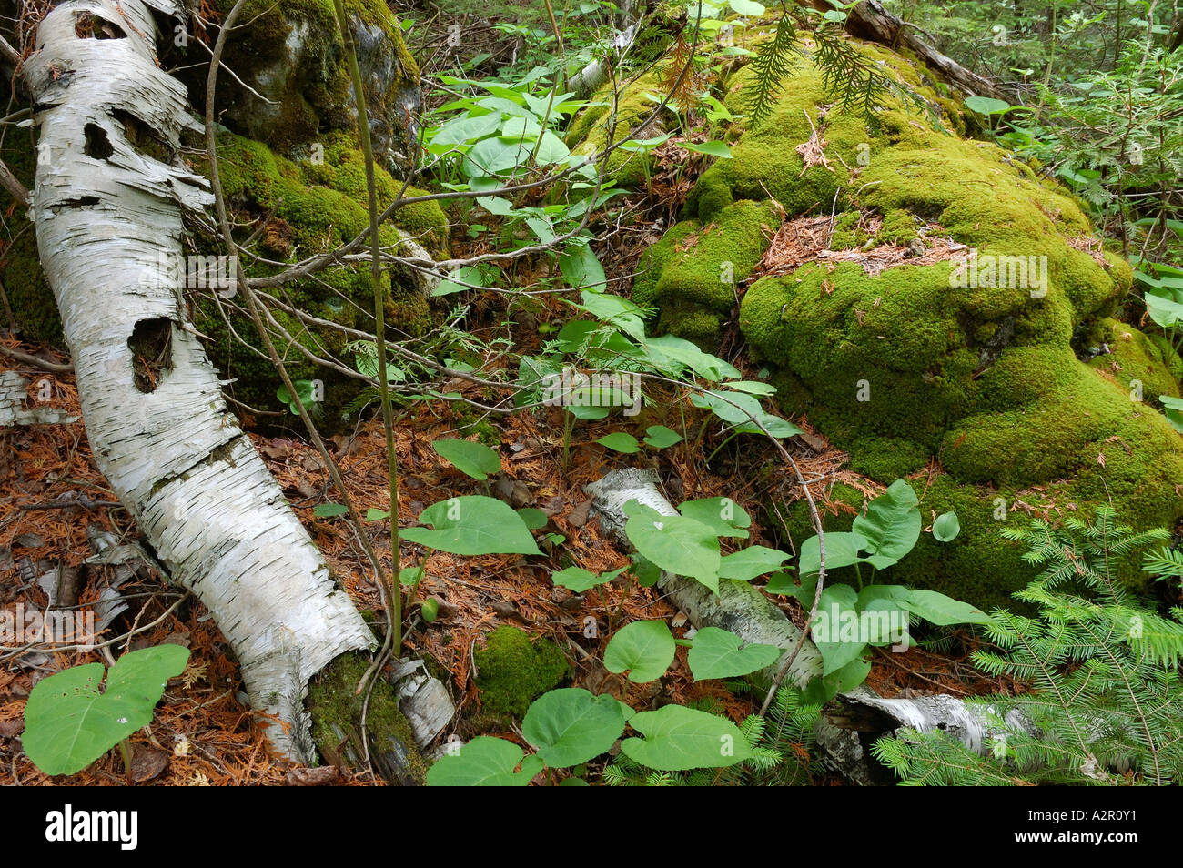 Moss covered rock and rotting birch trees in forest Bruce Peninsula ...