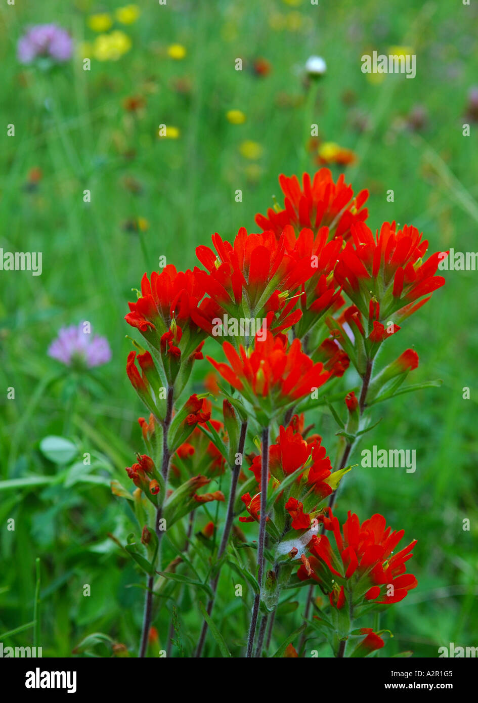 Indian paintbrush castilleja miniata in hi-res stock photography and ...