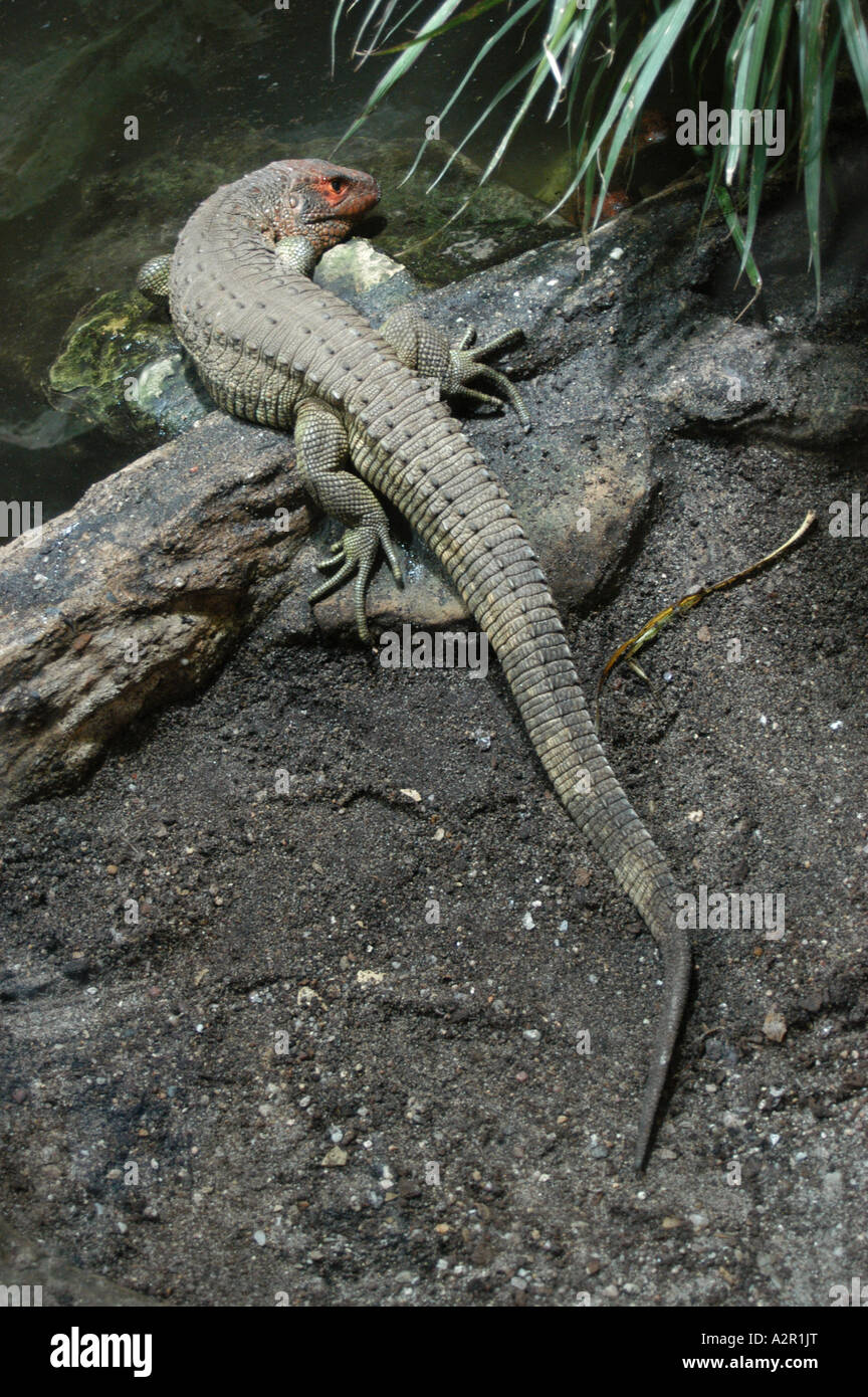 Northern caiman lizard (Dracaena guianensis) at Prague Zoo, Czech ...