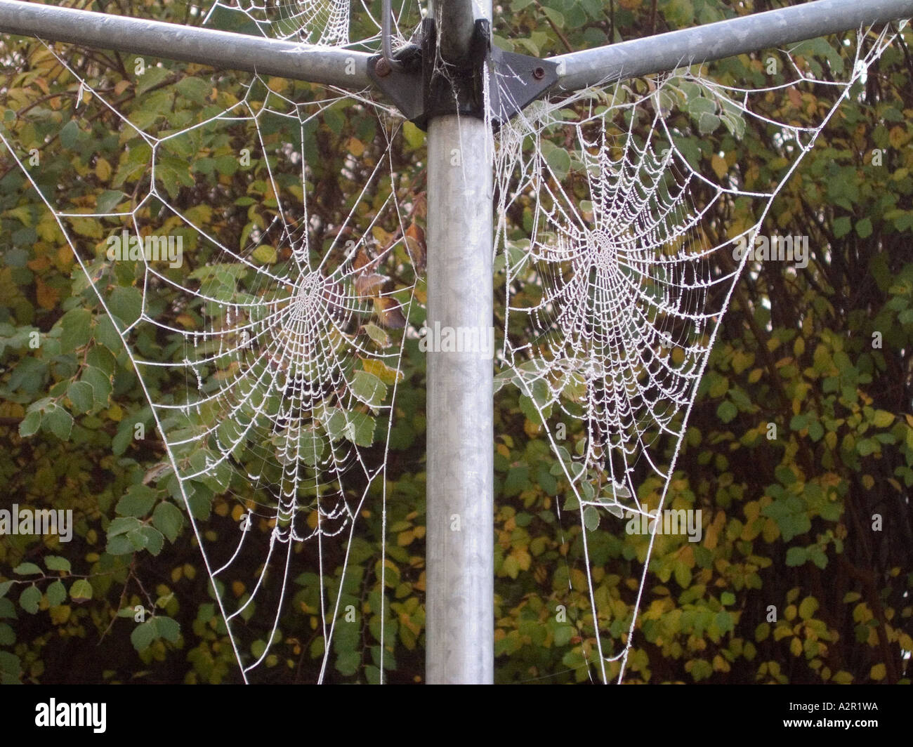 Frozen cobwebs hanging from a rotary washing line Stock Photo - Alamy