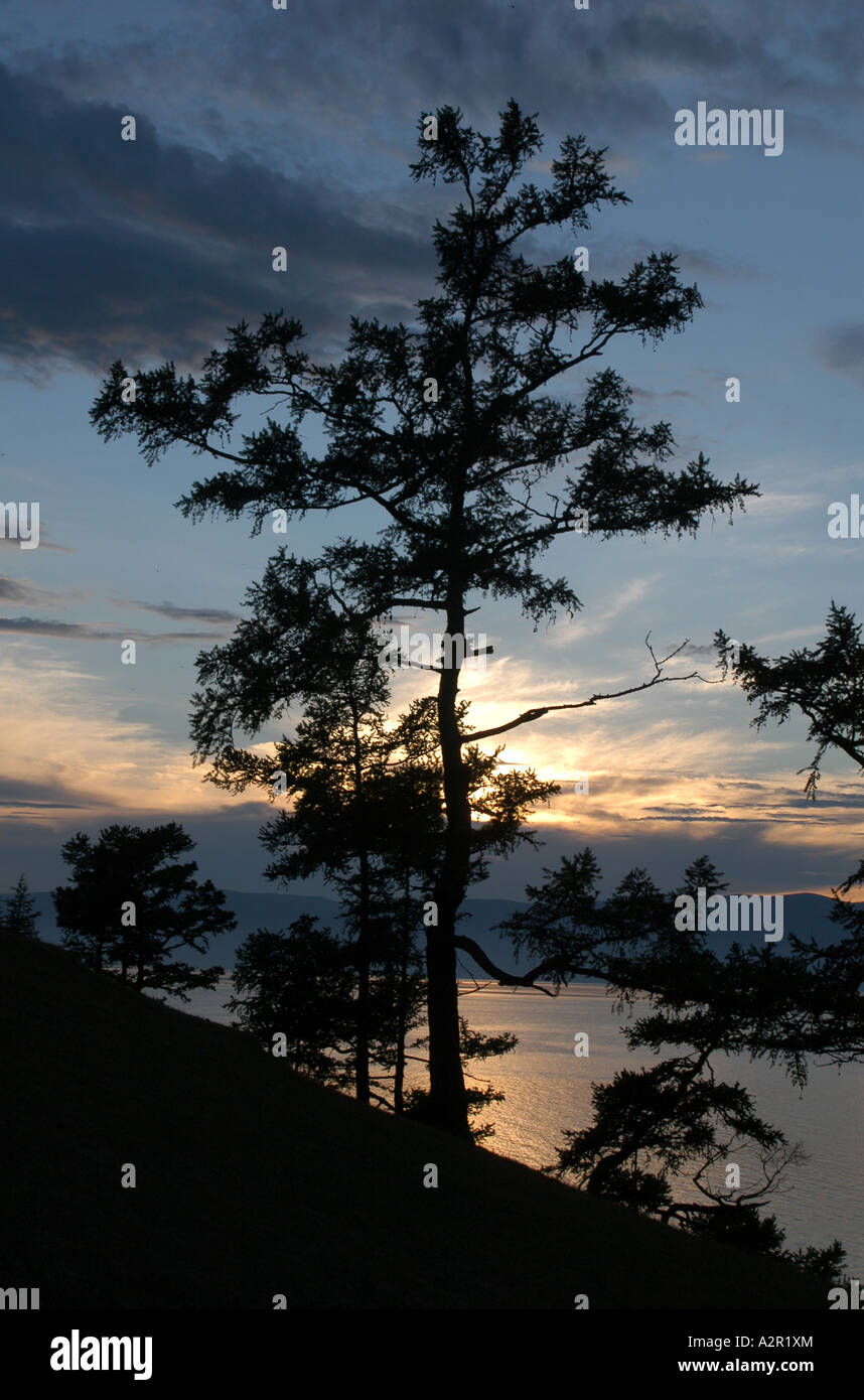 Sacred larch trees at Burkhan Cape on Olkhon Island on Lake Baikal in ...