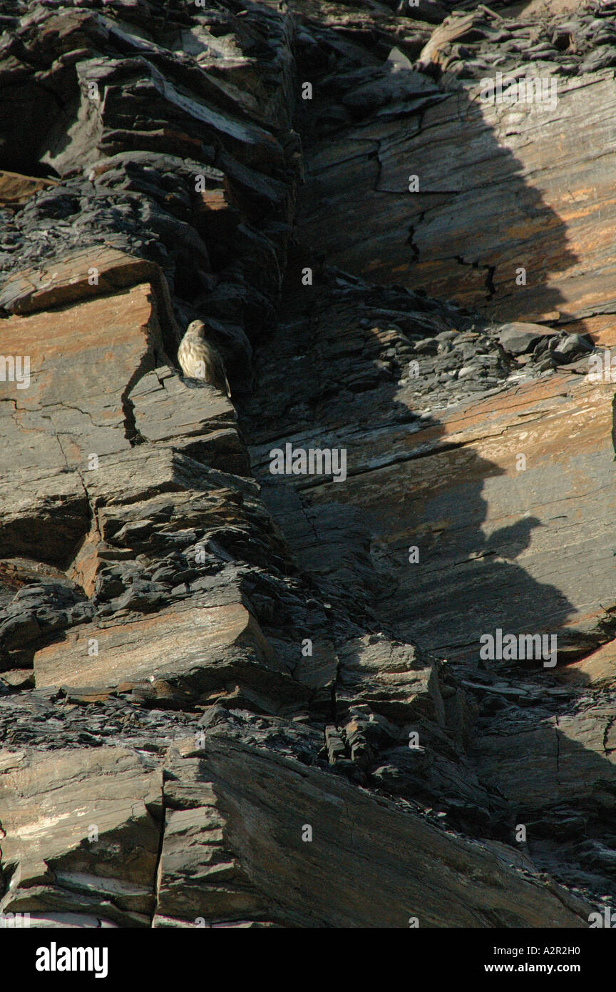 layered slate cliffs lit strongly from the side with a sea bird ...