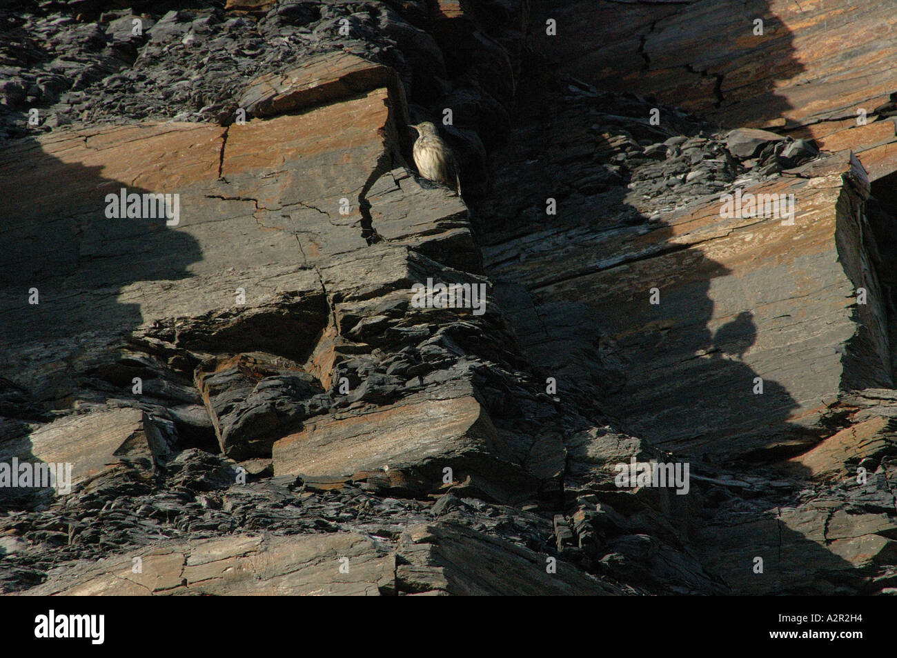 layered slate cliffs lit strongly from the side with a sea bird ...