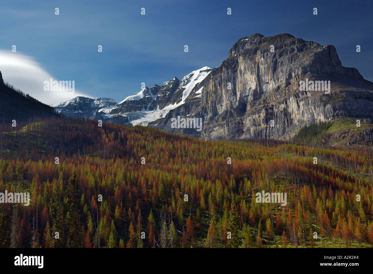 Stanley Peak with red beetle infested lodgepole pine Kootenay National ...