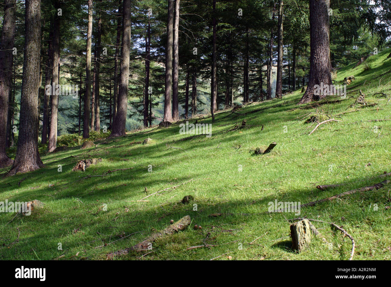 grassy clearing in copse of trees Stock Photo - Alamy