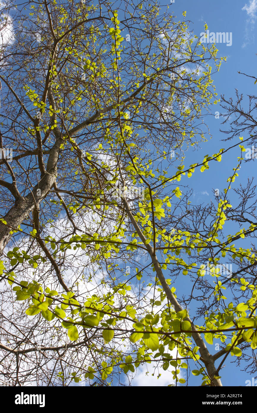 New leaves on a tree early in the spring at the University of Helsinki ...