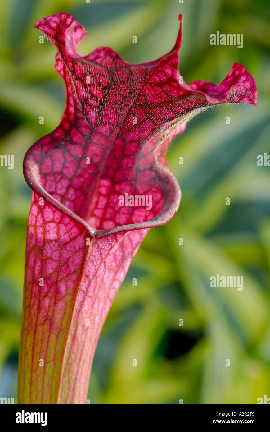 Sarracenia Red Pitcher Plant in the sun Stock Photo - Alamy