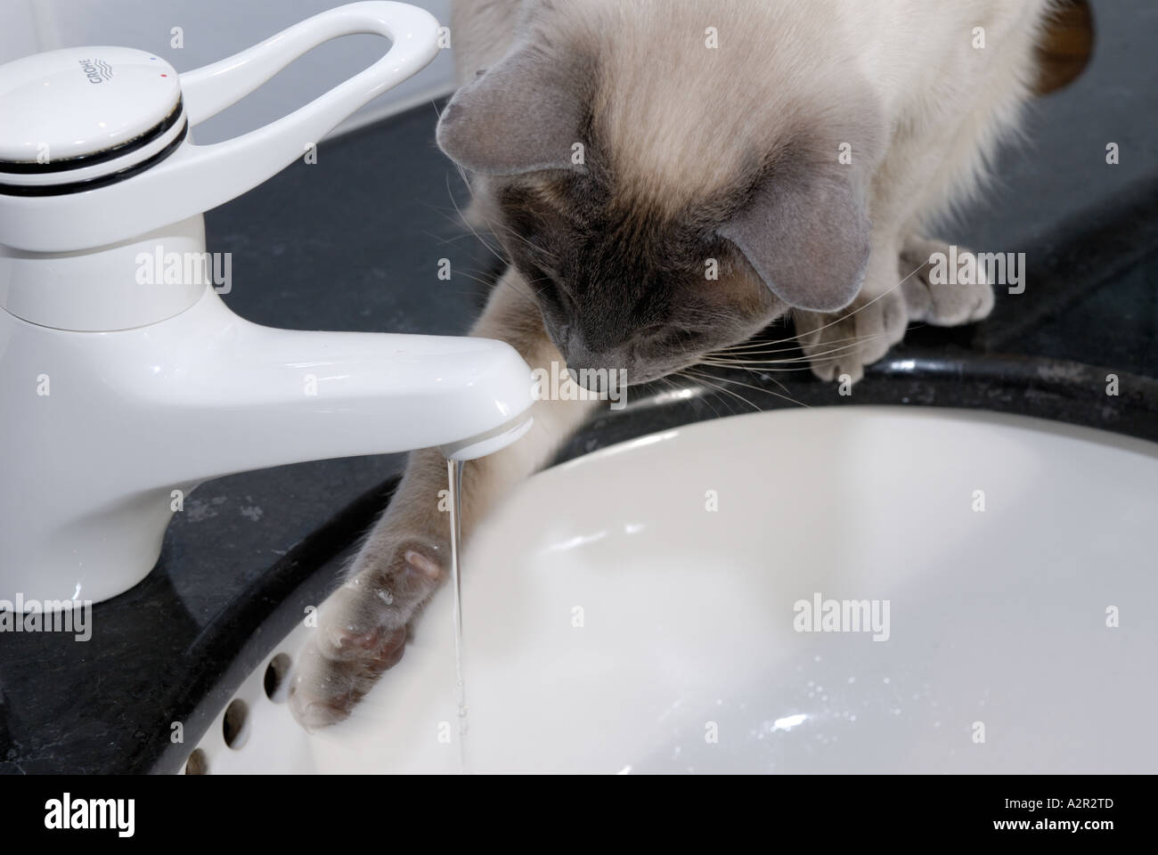 Siamese cat swatting water trickling into the sink Stock Photo - Alamy