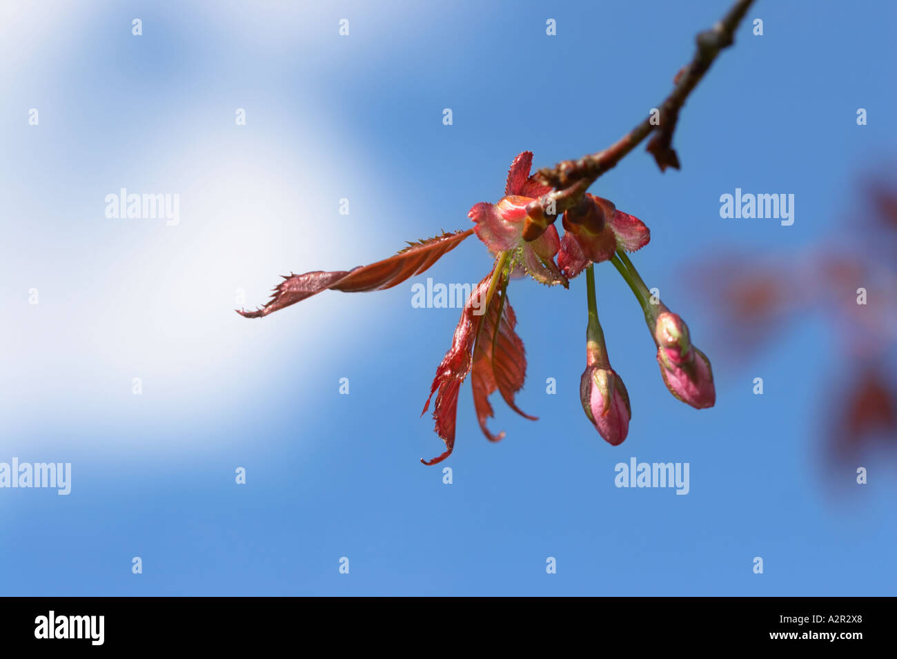 Sargent cherry - prunus sargentii flowers and buds against a blue sky ...