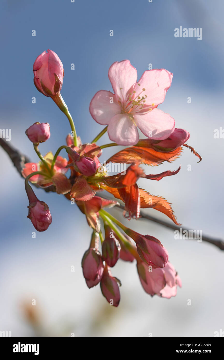 Sargent cherry hi-res stock photography and images - Alamy