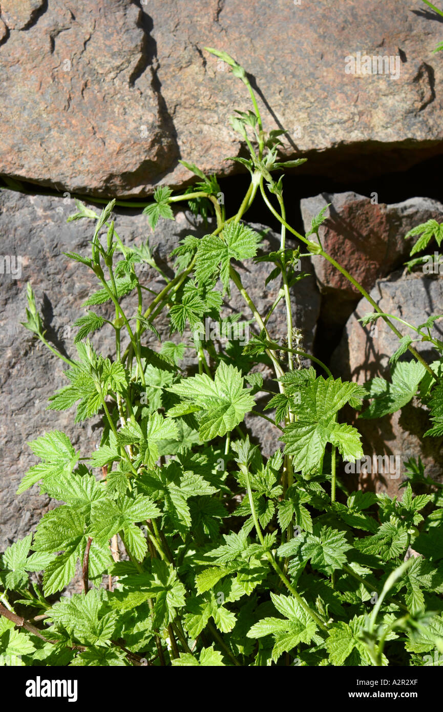 Common Hop - Humulus lupulus growing against a stone wall Stock Photo ...