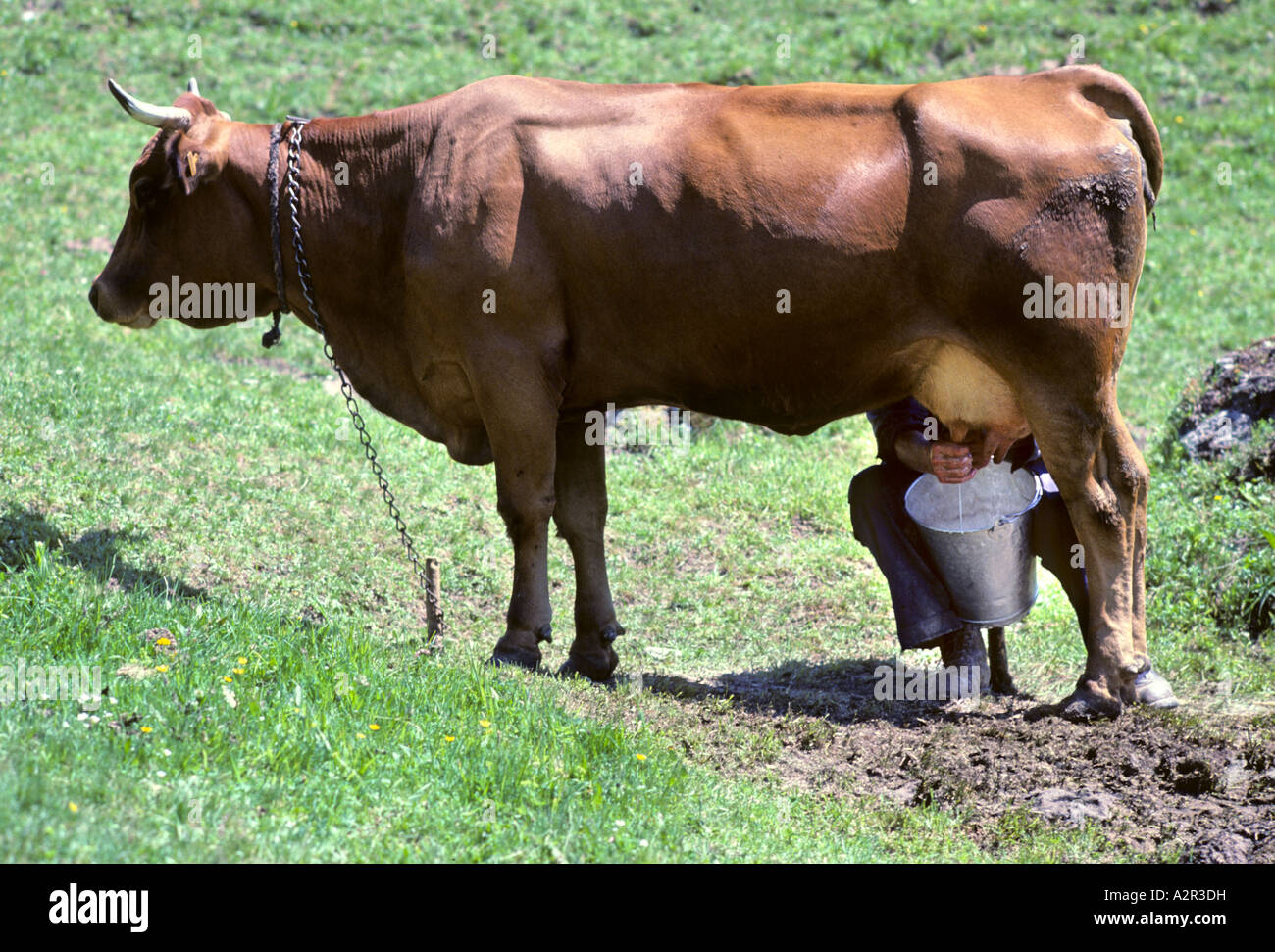 Milking the cow hi-res stock photography and images - Alamy
