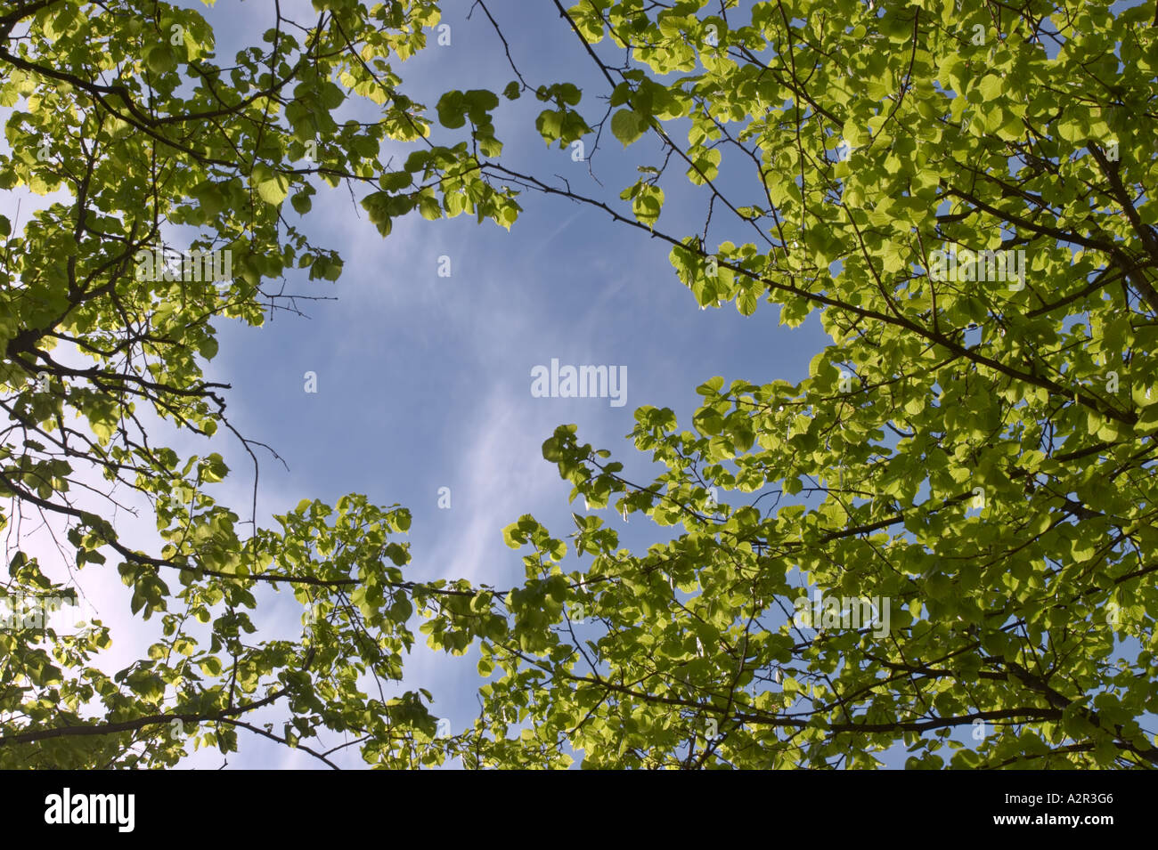 Summer sky and trees at Kaisaniemi, Helsinki, Finland, EU Stock Photo ...