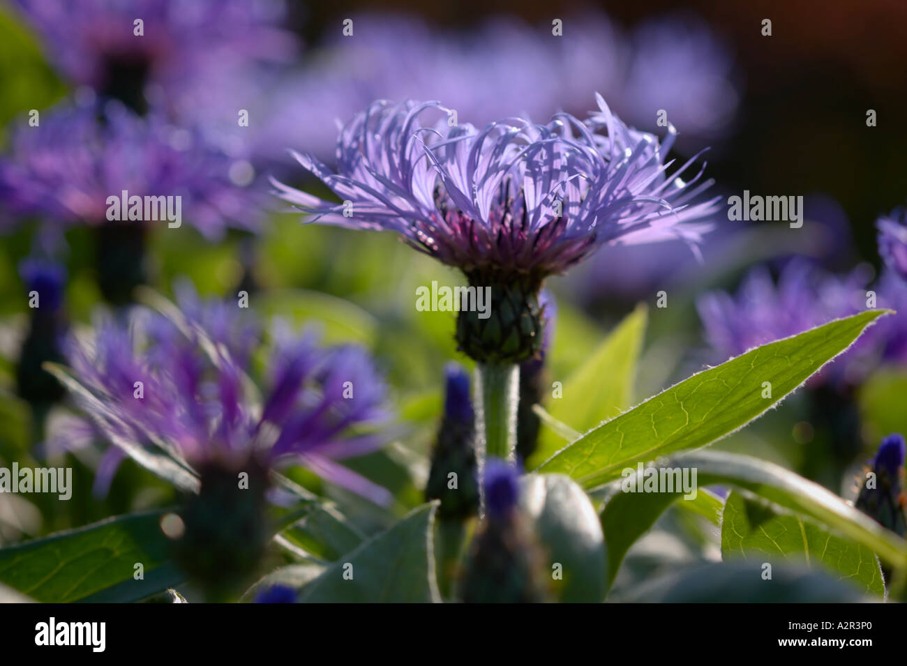 Perennial cornflower (Centaurea montana) also called mountain ...